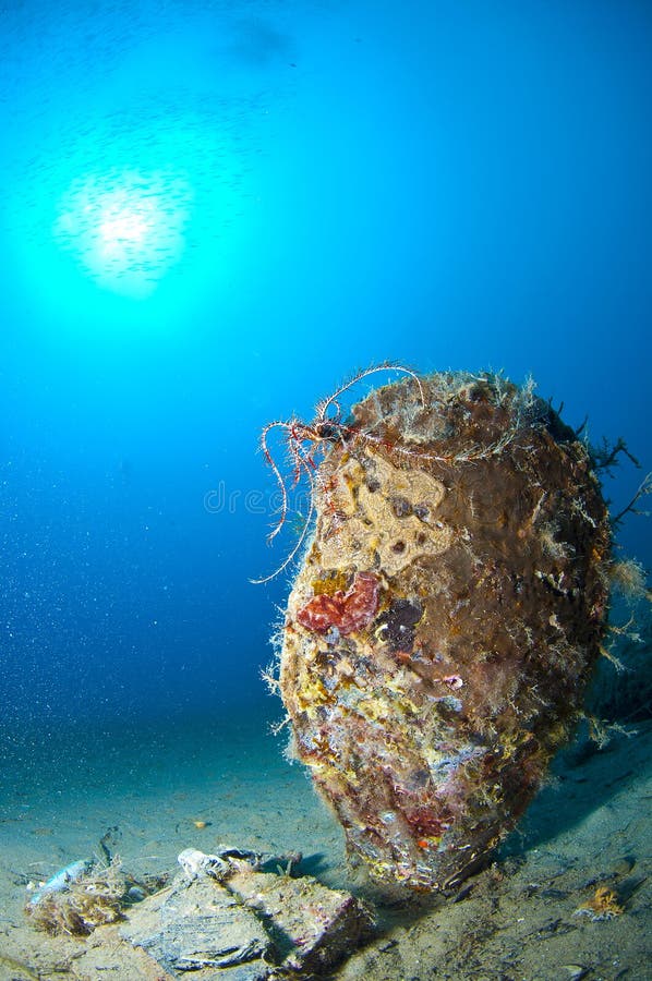 Pinna nobilis stock image. Image of scene, selective - 69172109