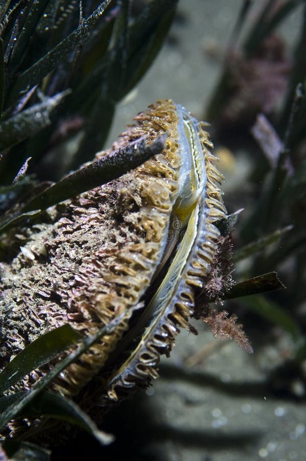 Pinna Nobilis or Noble Pen Shell or Fan Mussel, is a Large Species of ...