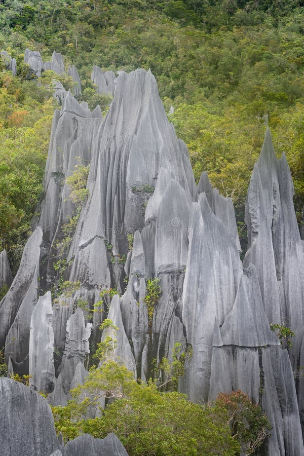 Pinnacles at Mulu National Park in Sarawak Stock Image - Image of ...