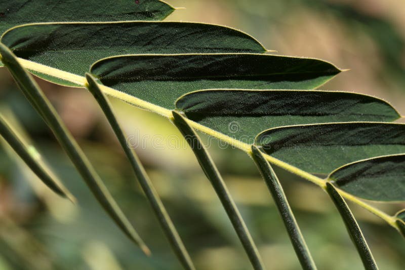 Pinnate Leaf stock photo. Image of biology, structure - 62900600