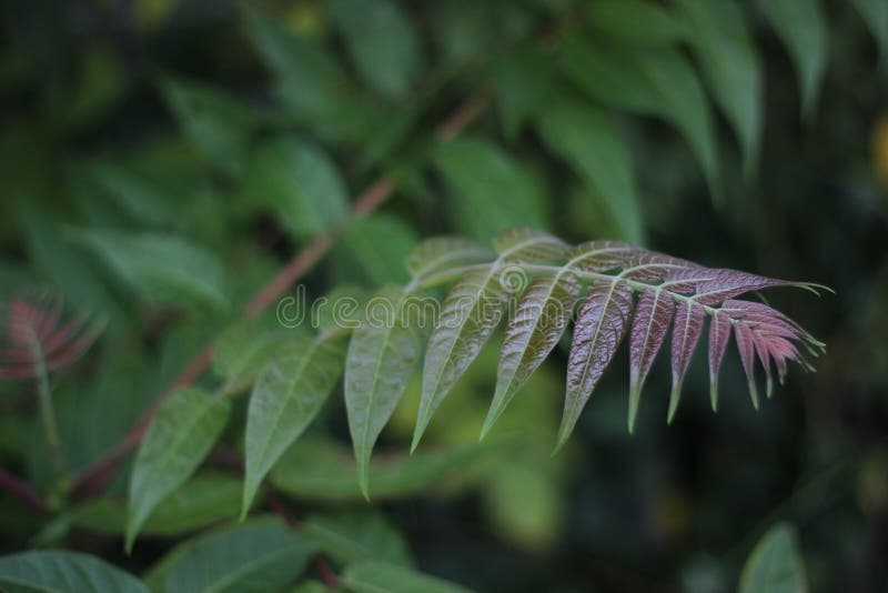 Pinnate Leaves stock photo. Image of plant, tree, century - 46655806