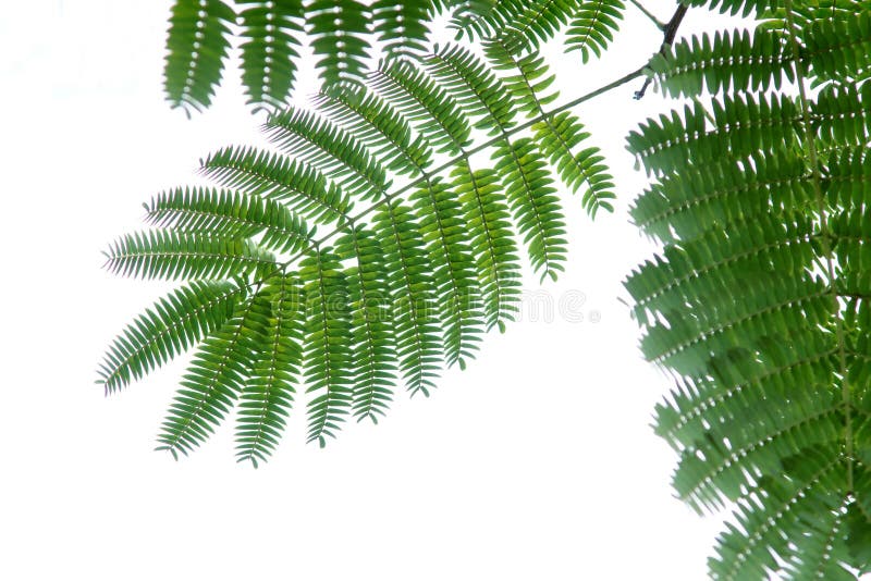 Pinnately compound leaf stock image. Image of silk, plant - 34942519