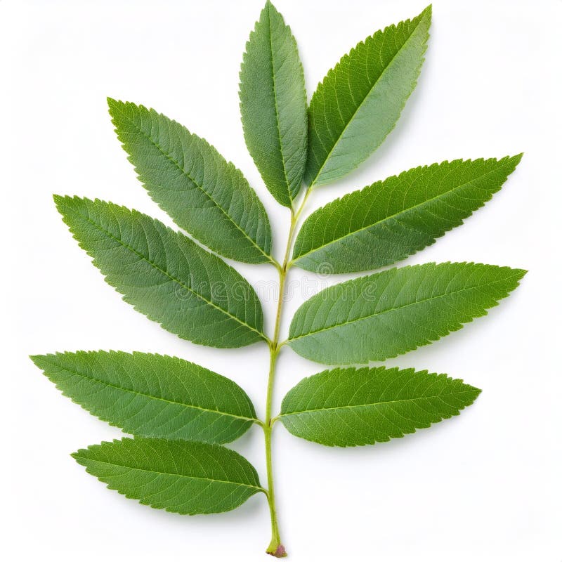 Pinnately Compound Leaf of Green Ash Tree Showing Multiple Leaflets ...