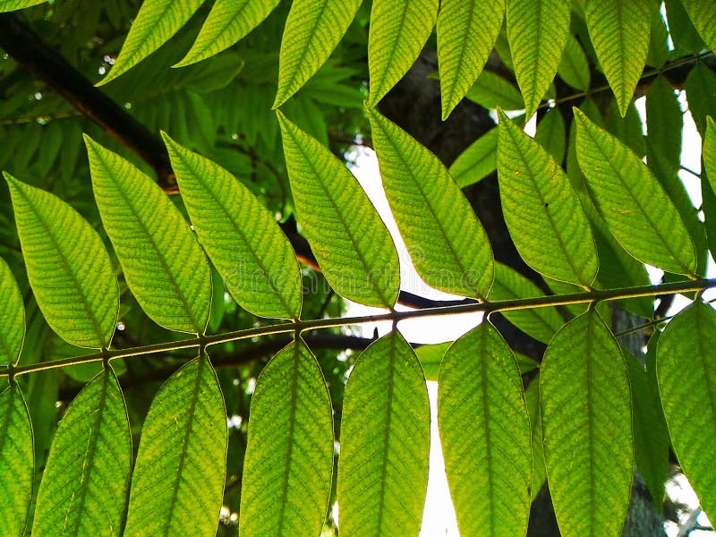 Bipinnate Compound Leaf