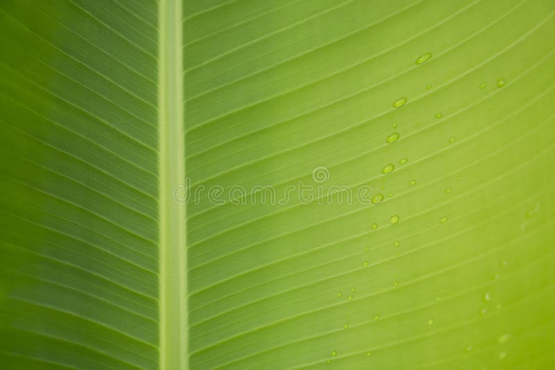 148 Parallel Venation Stock Photos - Free & Royalty-Free Stock Photos ...