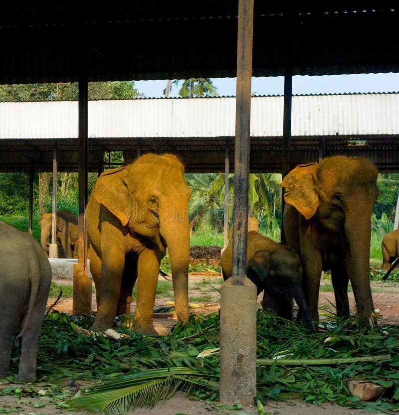 Pinnawala Elephants Orphanage. Sri Lanka Stock Image - Image of ...