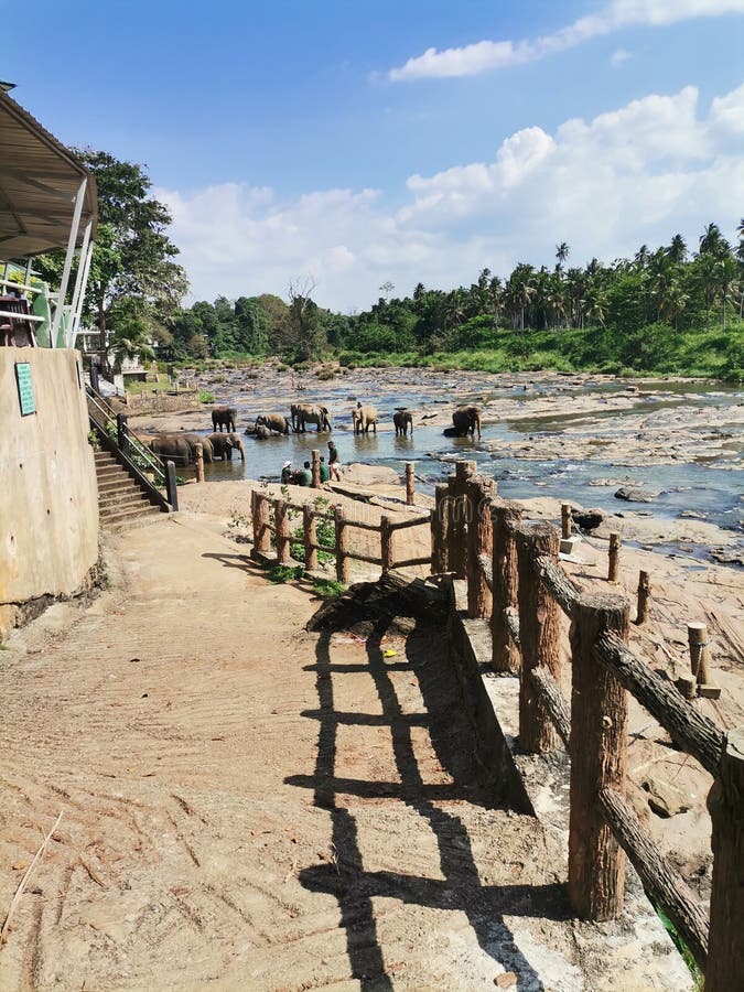 Pinnawala National Park in Srilanka Editorial Photo - Image of tourism ...