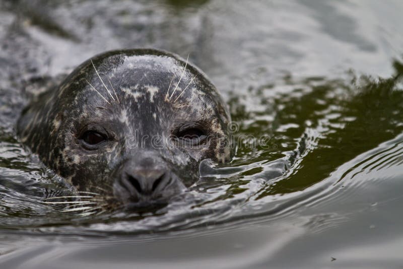 Pinniped- seal stock image. Image of mammal, snout, seals - 67468825