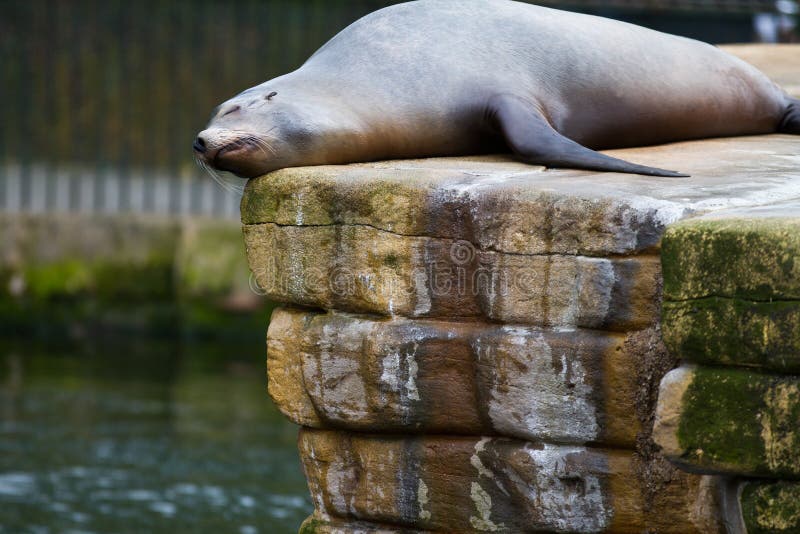 Pinniped- seal stock photo. Image of pinniped, garden - 67474110