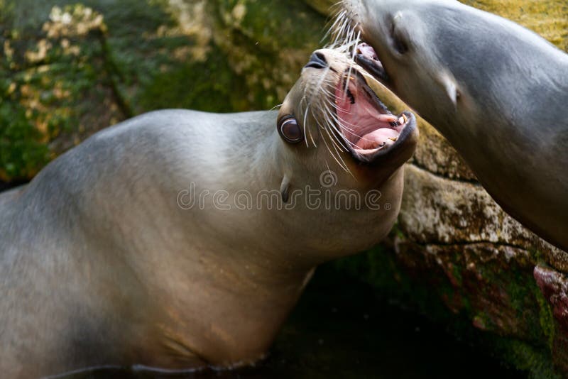 Pinniped- seal stock photo. Image of pinniped, seal, game - 67473992