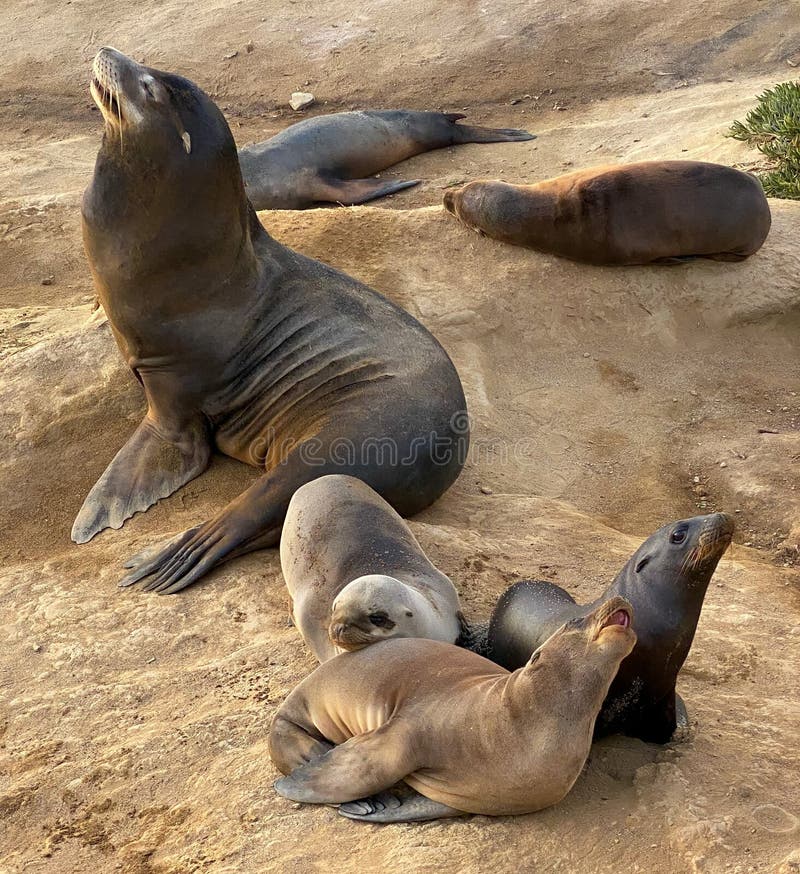 Pinnipeds stock image. Image of brown, groups, whiskers - 200348377