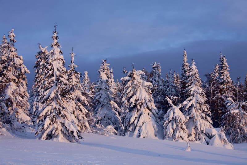 Alberi Coperti Di Neve, Parco Nazionale Di Riisitunturi Immagine Stock ...