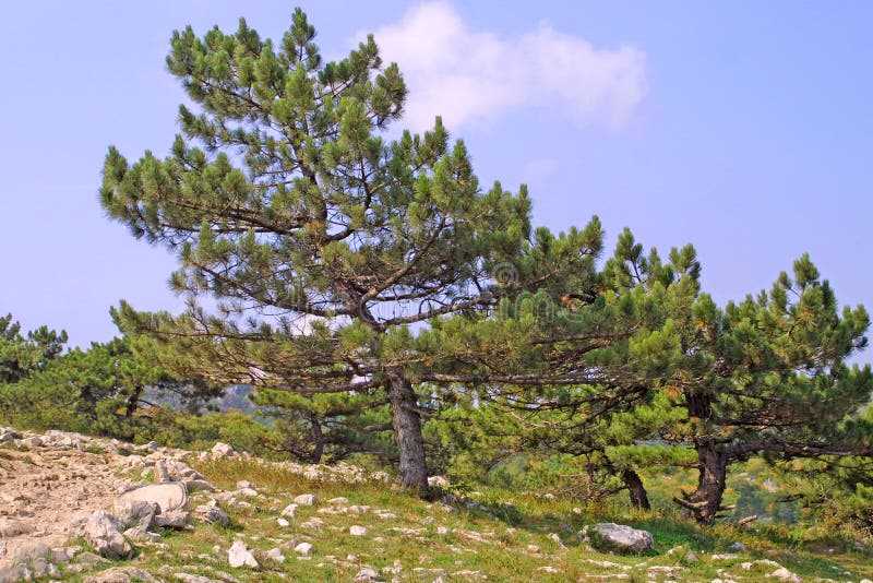 Alberi Di Pino Sulla Collina Della Montagna Di Estate (Crimea ...