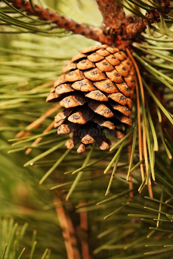Pino-cono imagen de archivo. Imagen de pino, espora, navidad - 3410933