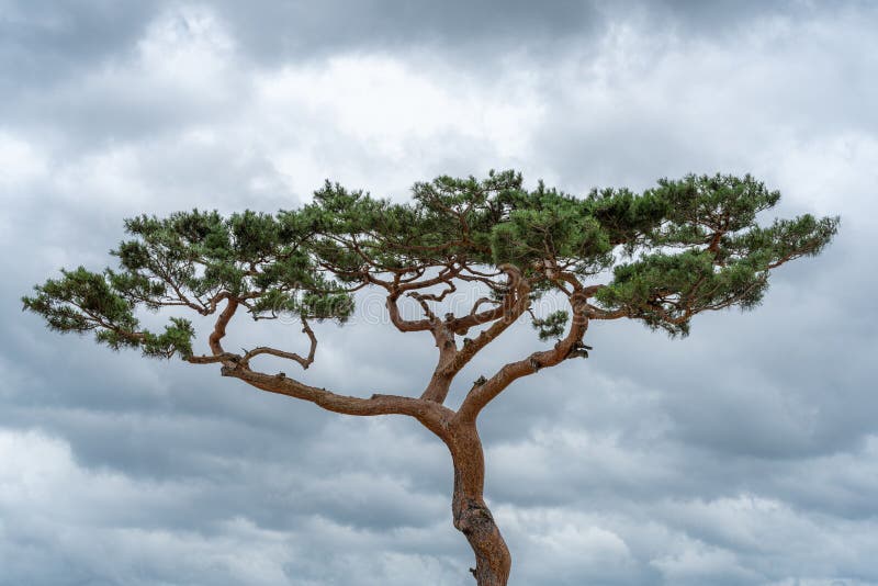 Pino De Pyeongtaeksi Corea Del Sur Imagen de archivo - Imagen de cubo ...