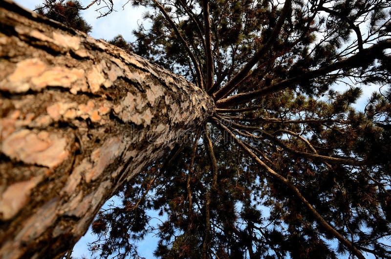 Pino viejo imagen de archivo. Imagen de pino, corteza - 27744363