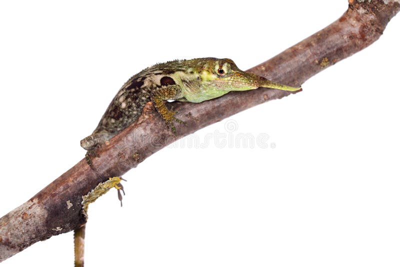 Pinocchio Lizard Stock Photos - Free & Royalty-Free Stock Photos from ...