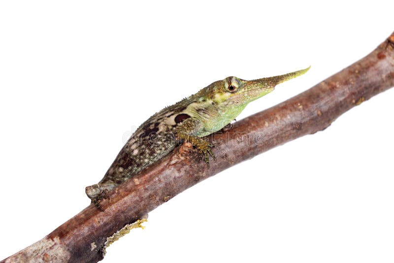 Pinocchio lizard on white stock photo. Image of herpetology - 76597060
