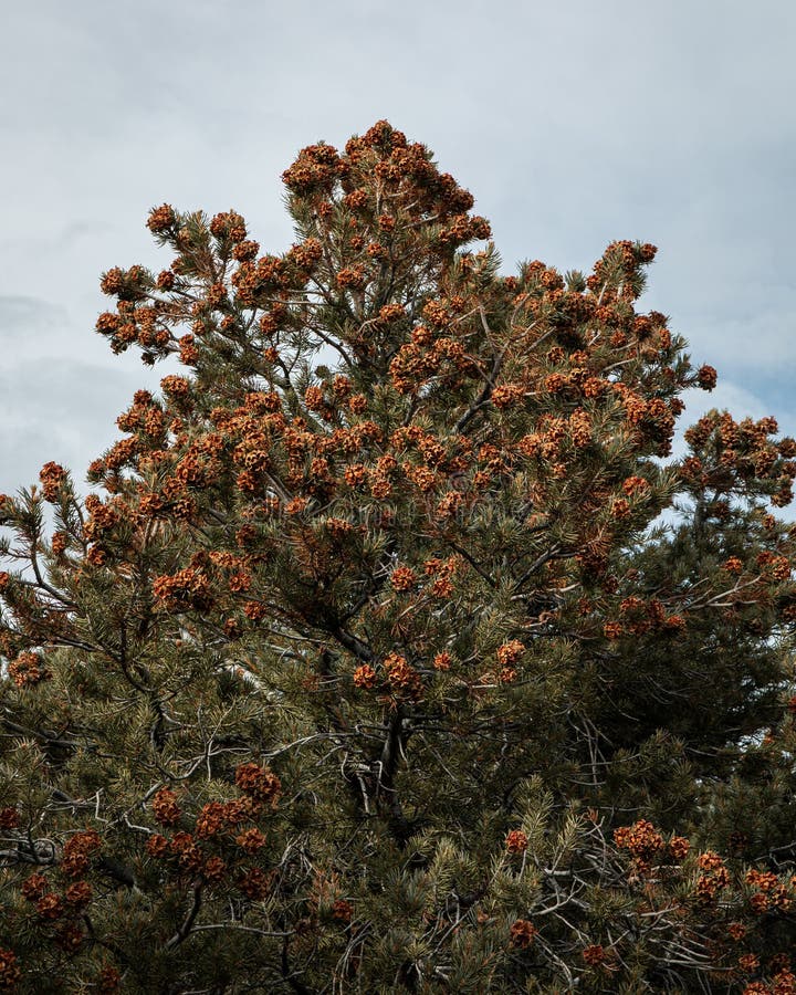 Pinon Pine Full of Pinecones Stock Photo - Image of nature, cone: 352925150