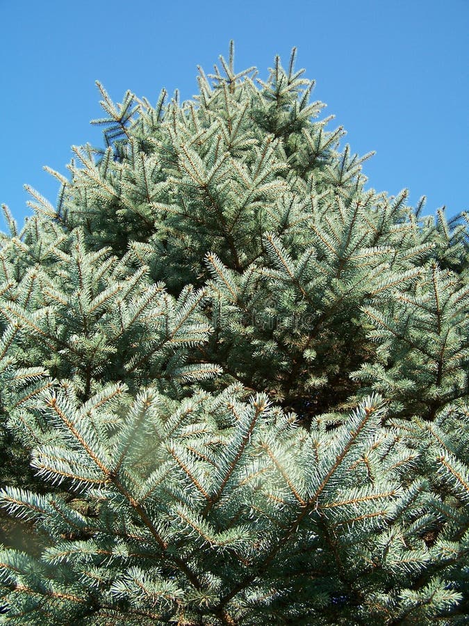 Pinophyta stock image. Image of pinophyta, gray, softwood - 53745237