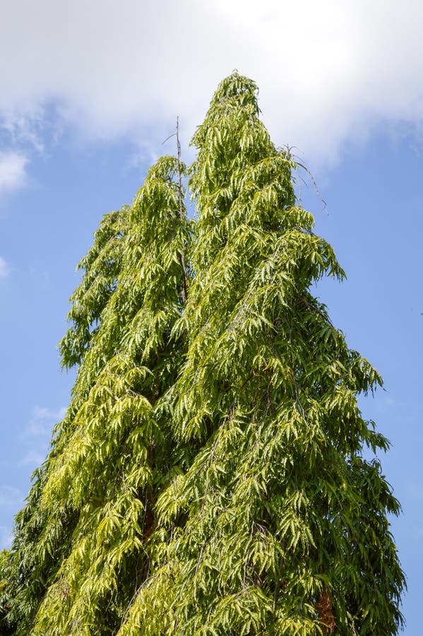 Pinophyta Tree in Nature Garden Stock Photo - Image of pinophyta ...