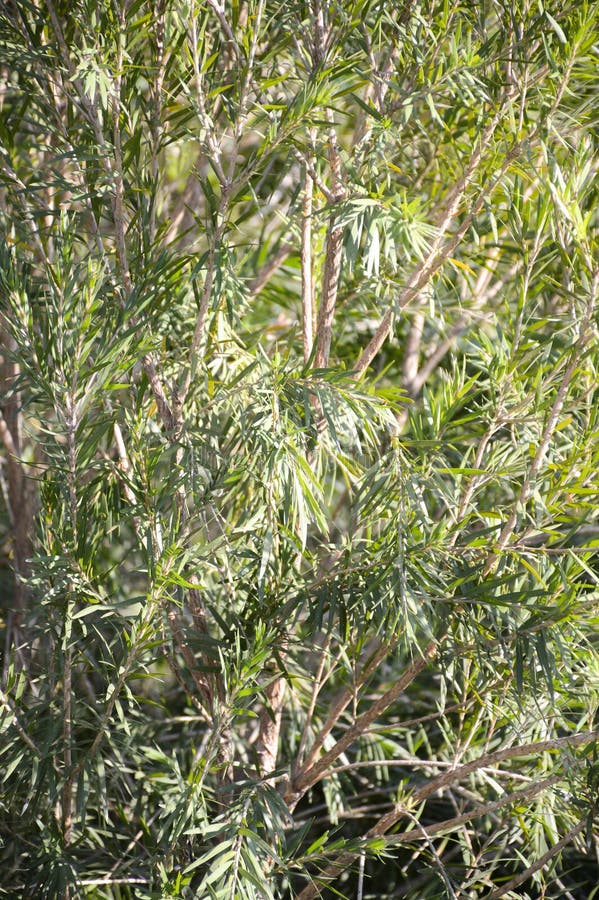 Pinophyta stock image. Image of pinophyta, gray, softwood - 53745237