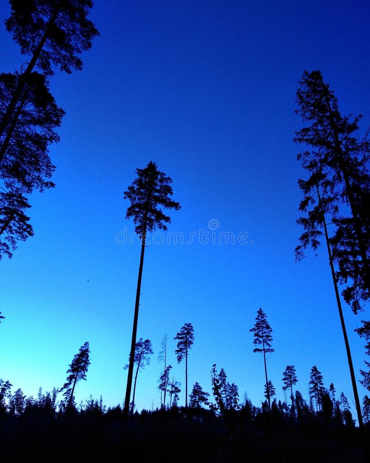 1,029 Pinos Azules Fotos de stock - Fotos libres de regalías de Dreamstime