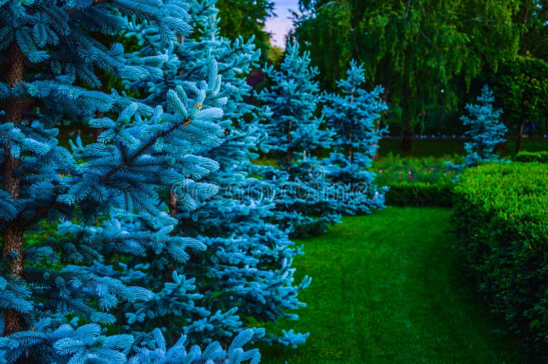 Pinos Azules En El Bosque Cerca Imagen de archivo - Imagen de alto ...