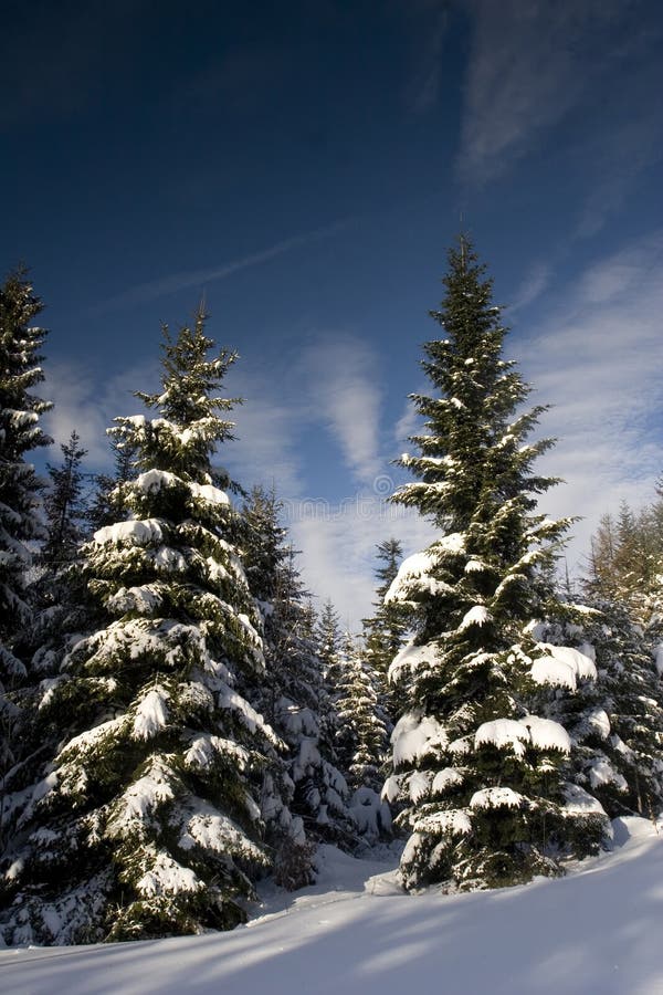 Pinos bajo la nieve imagen de archivo. Imagen de hielo - 4444497