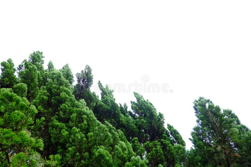 Pinos Con Ramas Sobre Fondo Blanco Aislado Imagen de archivo - Imagen ...