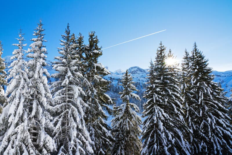 Pinos de la nieve imagen de archivo. Imagen de nieve - 31558253