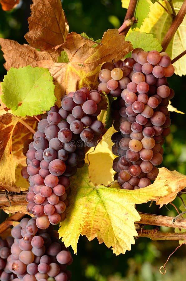 169 Ripe Pinot Gris Grapes Stock Photos - Free & Royalty-Free Stock ...