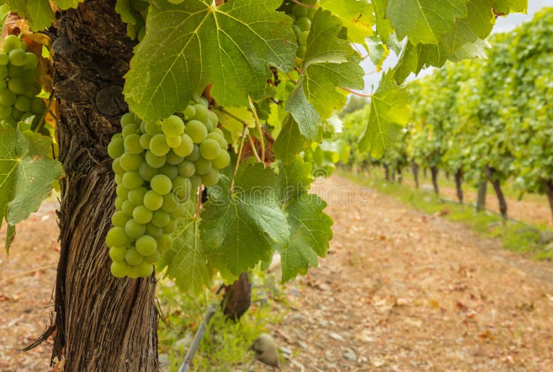 Pinot Gris Grapes Growing on Vine in Organic Vineyard Stock Photo ...