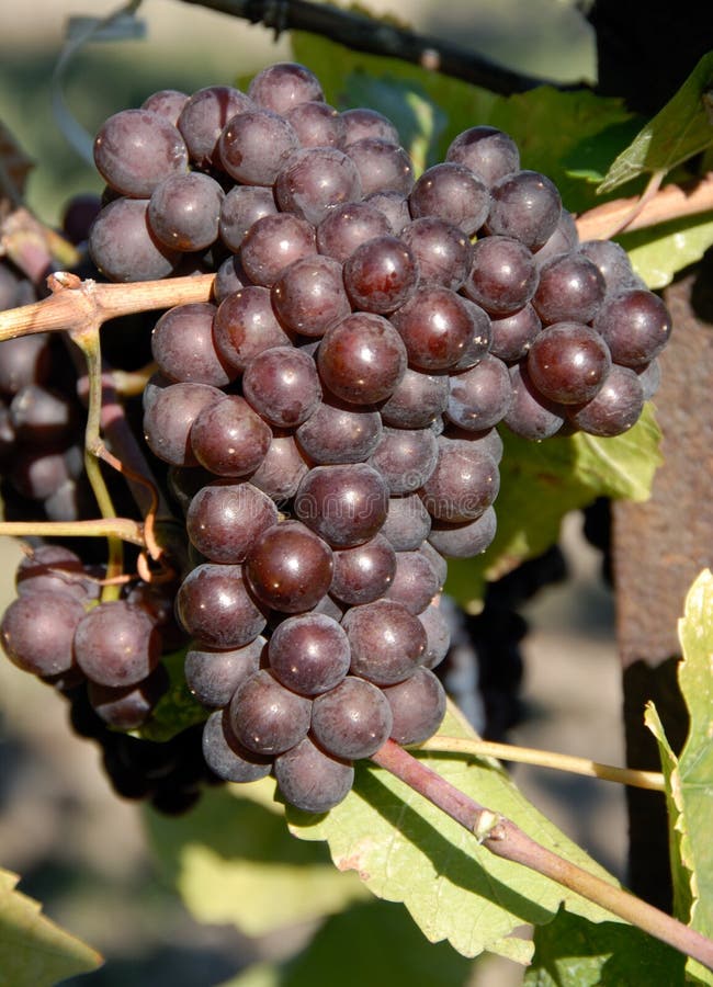 169 Ripe Pinot Gris Grapes Stock Photos - Free & Royalty-Free Stock ...