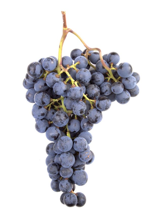 Pinot Noir Grapes stock image. Image of pinot, closeup - 285905