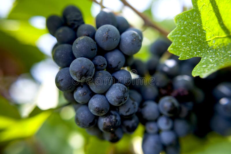 Pinot noir sign stock photo. Image of varietal, name, pinot - 1159326