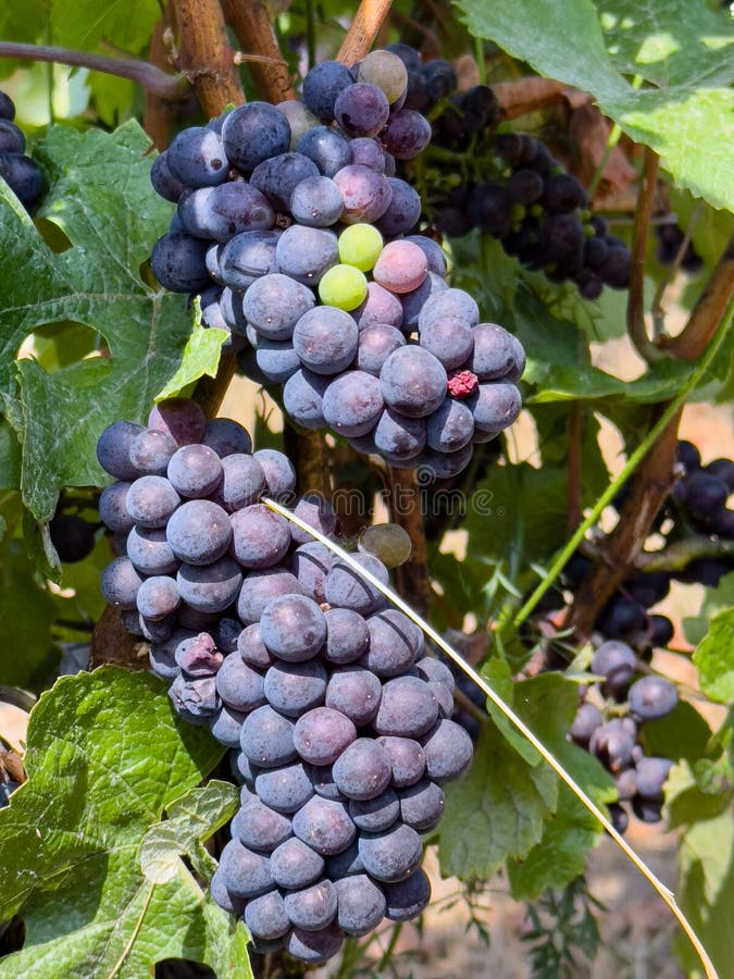 Pinot Noir Red Grape Clusters Undergo Veraison on the Vine Stock Photo ...