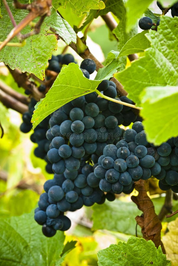 Blue grapes stock photo. Image of grape, grapes, bunch - 229540