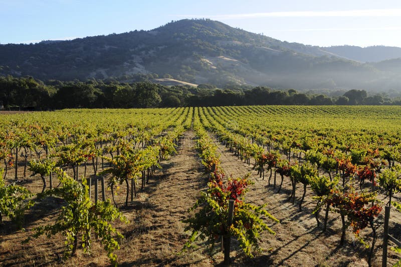 Pinot Noir Vineyard, California Stock Image - Image of vineyard ...