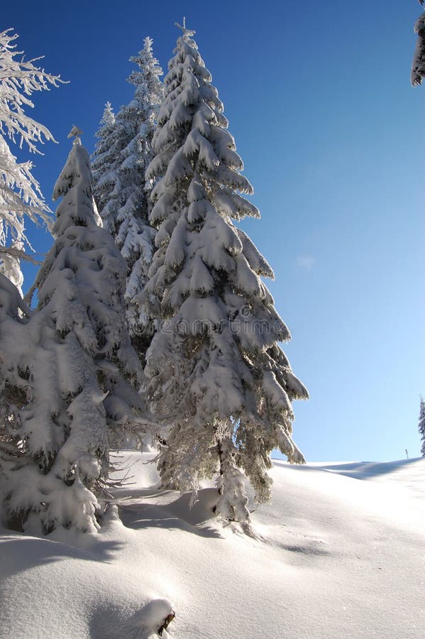 Pins with snow stock image. Image of mountain, white - 12587763