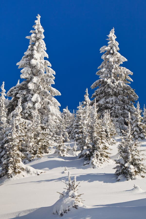 Pins with snow stock photo. Image of white, pine, snow - 22760766