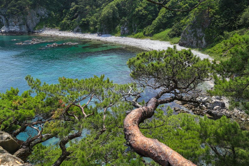 Pin au bord de la mer image stock. Image du bord - 21406965