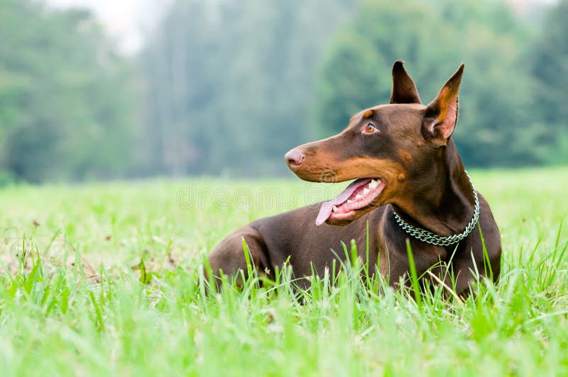 Pinscher Brun Menteur De Dobermann Photo stock - Image du réseau, canin ...