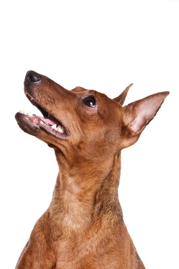 Brown pinscher dog stock photo. Image of rage, domestic - 3672584