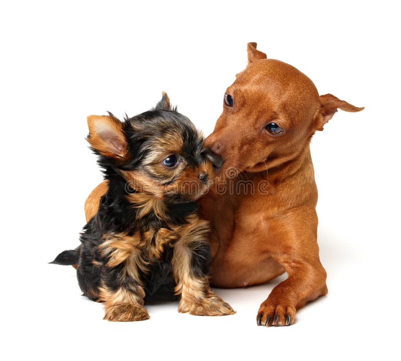 1+ Red miniature pinscher yorkie puppy Free Stock Photos - StockFreeImages