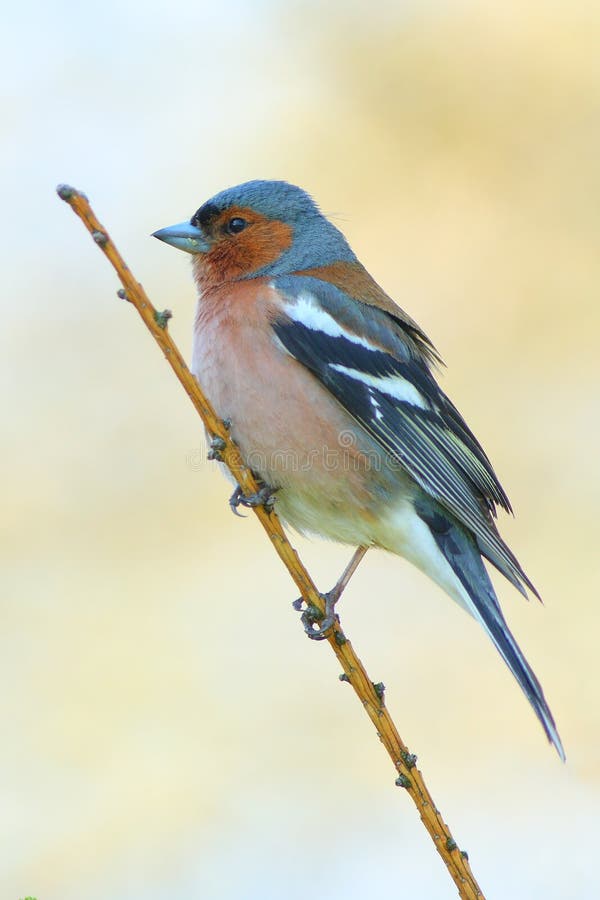 Pinson De Source Sur Un Branchement Image stock - Image du mignon ...