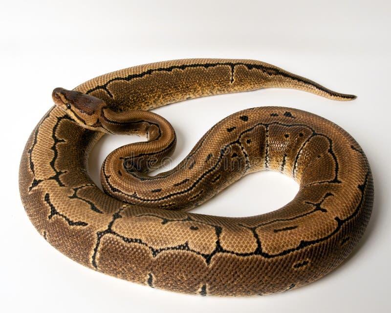 Pinstripe Ball Python Portrait Stock Photo - Image of snakes, closeup ...