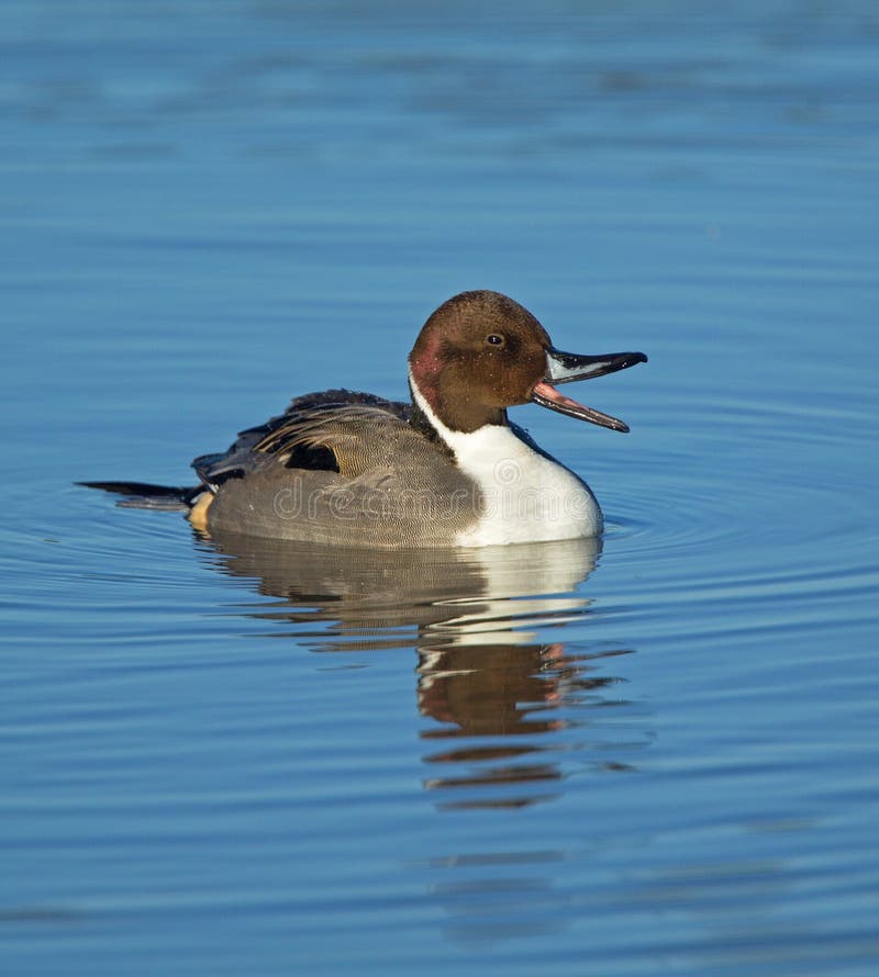 Pintail stock photo. Image of bird, wildlife, inflight - 48187188