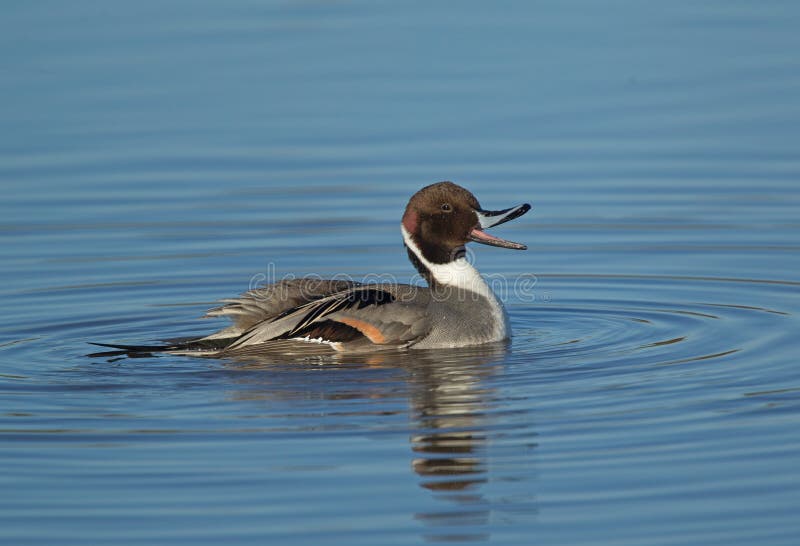Pintail stock image. Image of flying, reflection, nature - 48187191