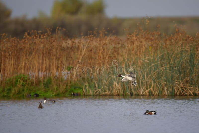 Pintail duck landing water stock image. Image of gliding - 260119215